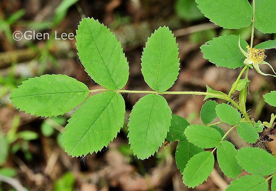 Rosa acicularis photos Saskatchewan Wildflowers